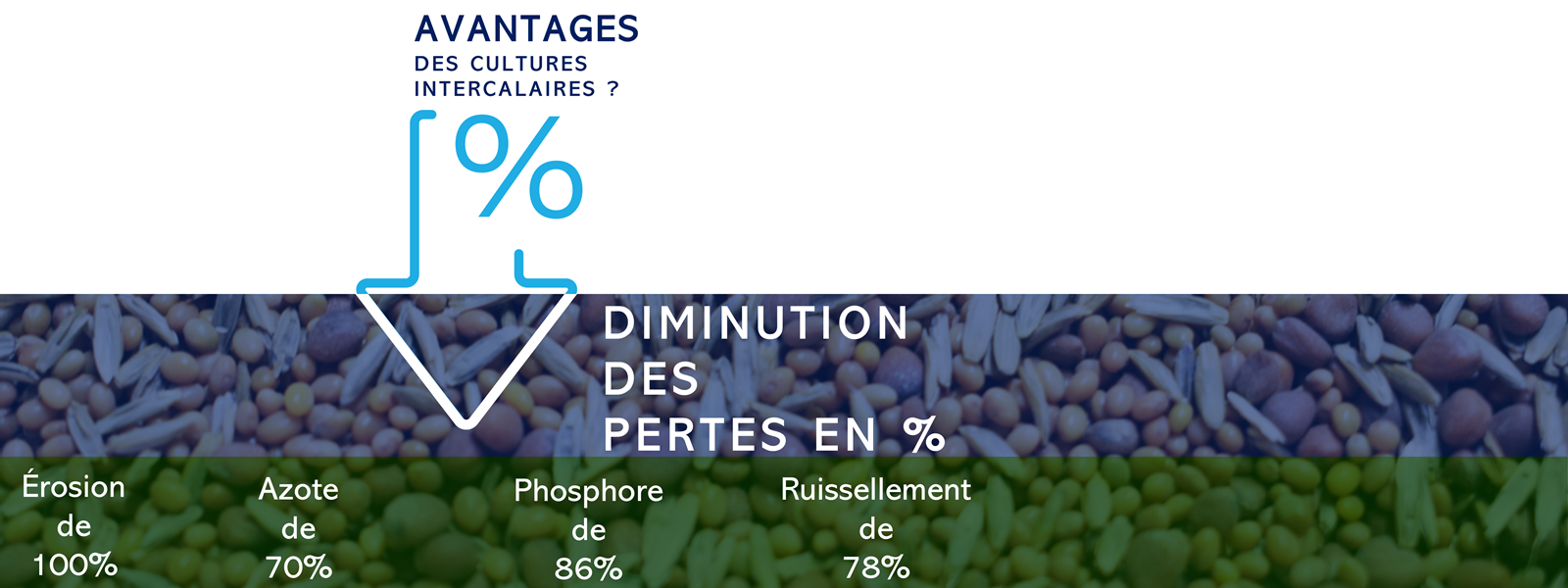 Avantages des cultures intercalaires