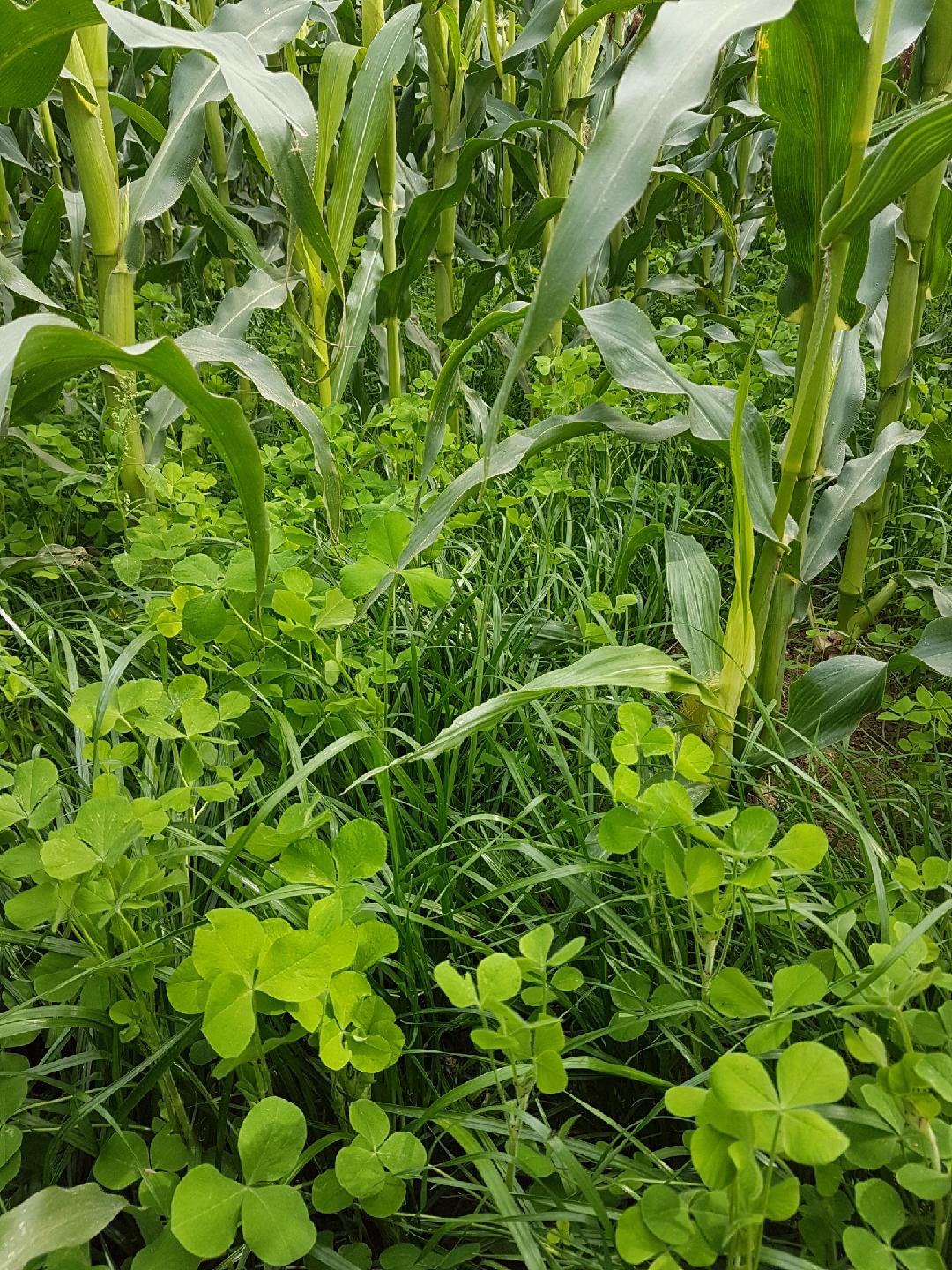 Pour une agriculture régénératrice – Avantages des cultures ...